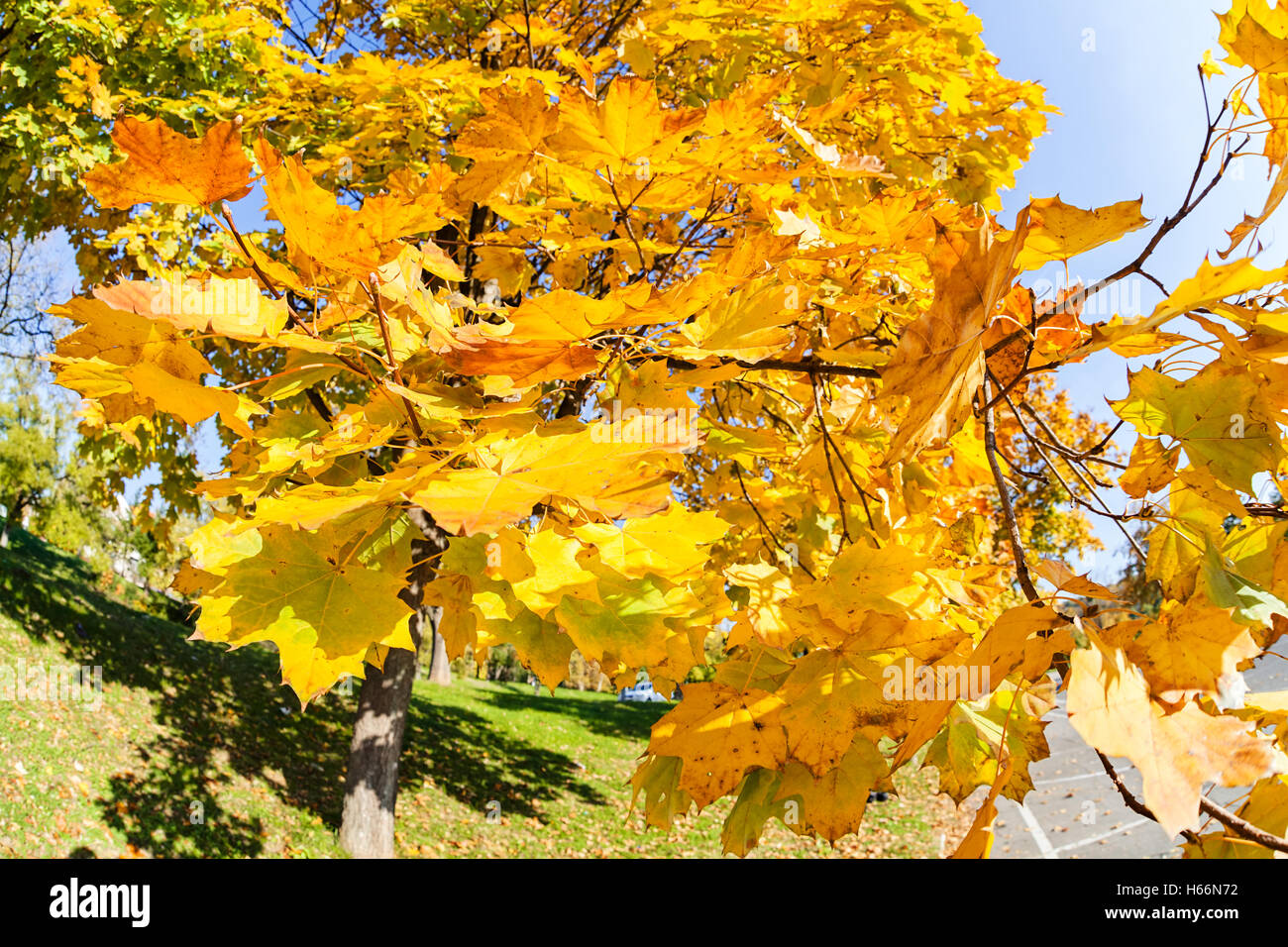 tree top in autumn in nature,dramatic perspective shot with "fish eye ...