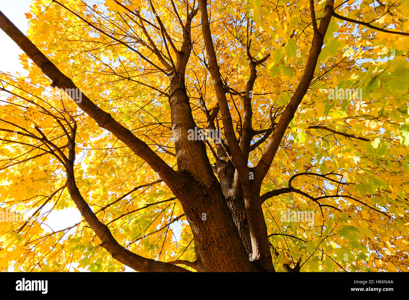 trees in early autumn taken from the "frog perspective", note shallow ...