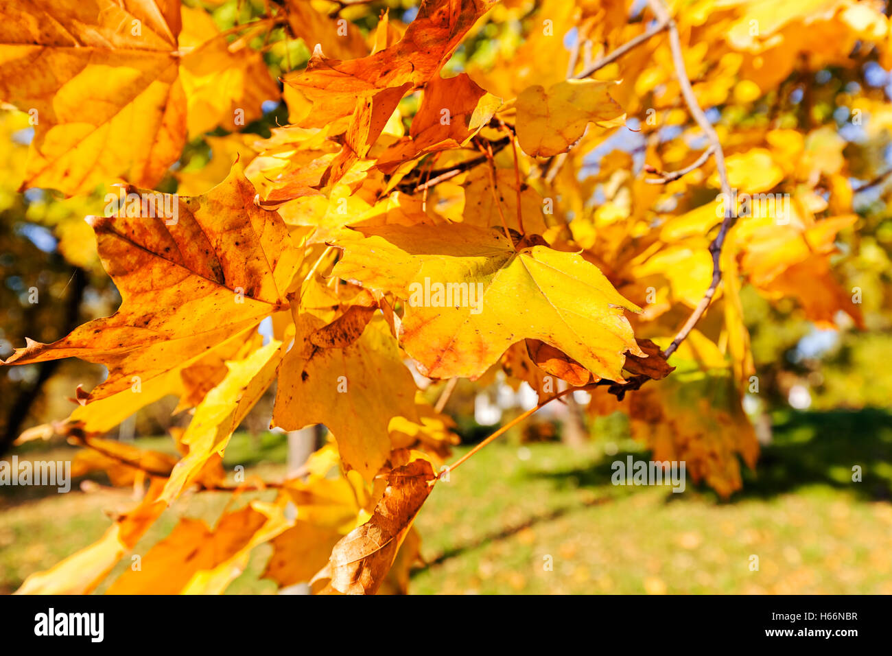 the beautiful colors of autumn leaves on a branch,note shallow depth of ...