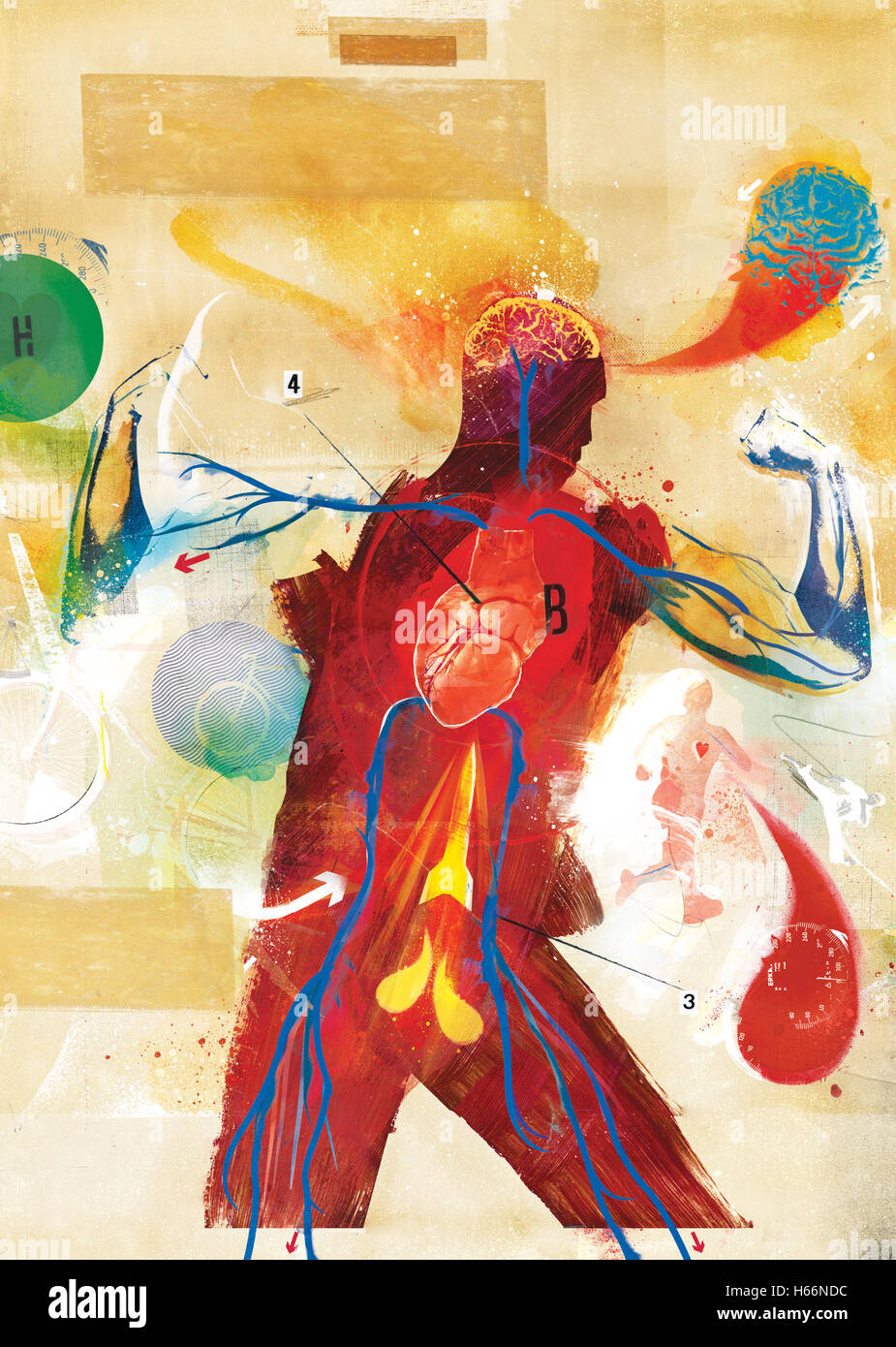 Human internal organs hi-res stock photography and images - Alamy