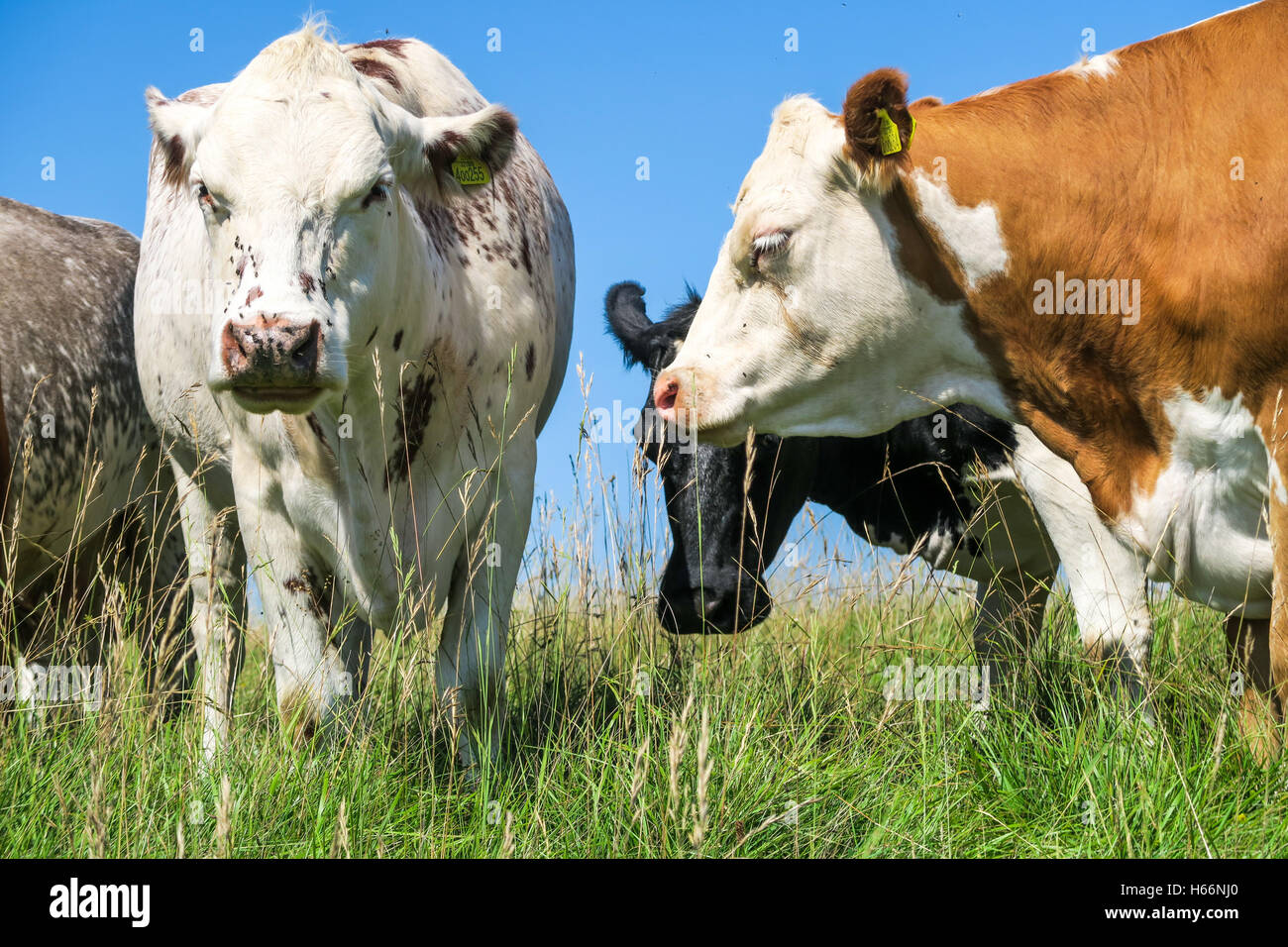 cows on the common Stock Photo - Alamy