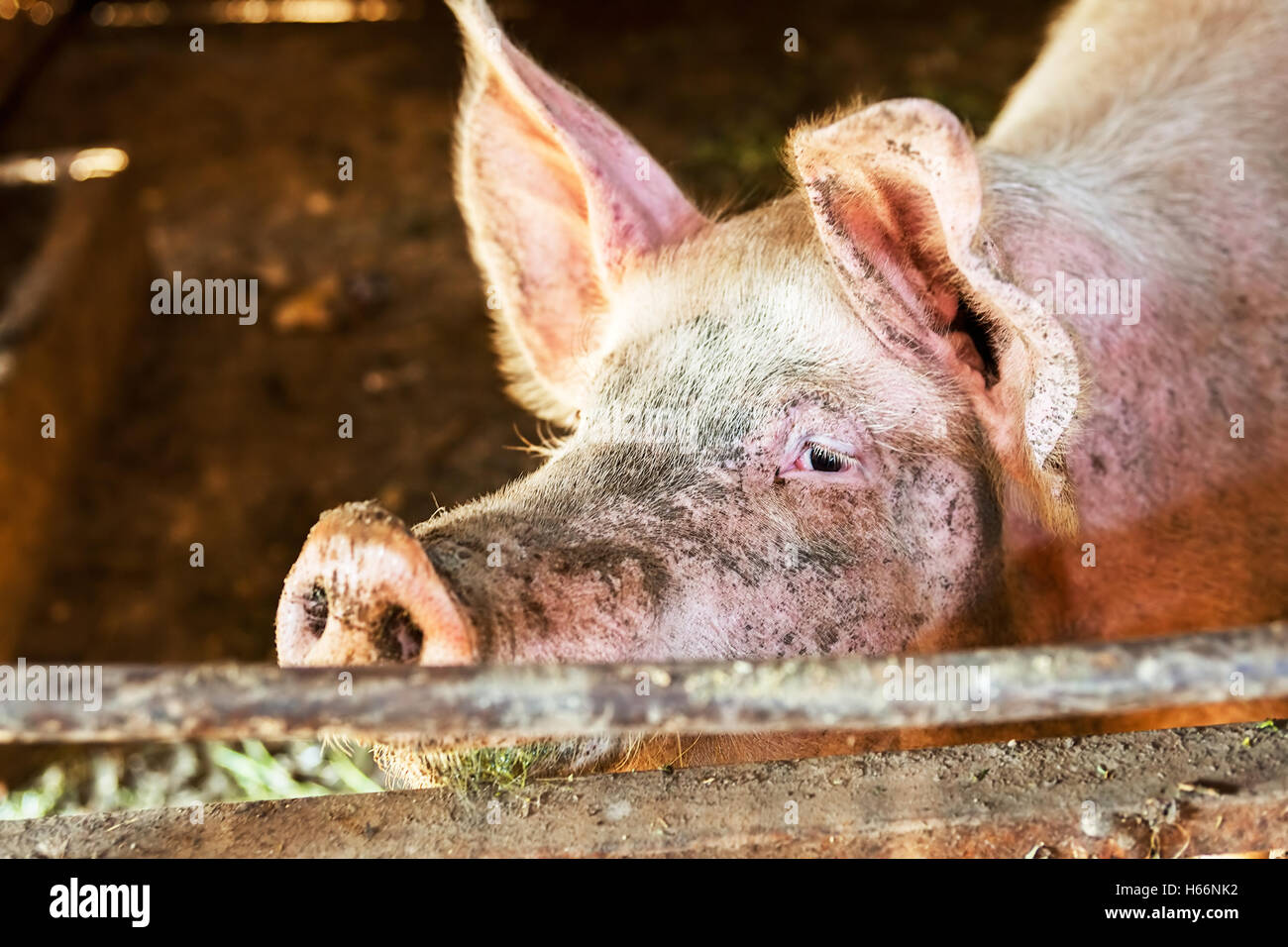 pigs in their environment, note shallow depth of field Stock Photo - Alamy
