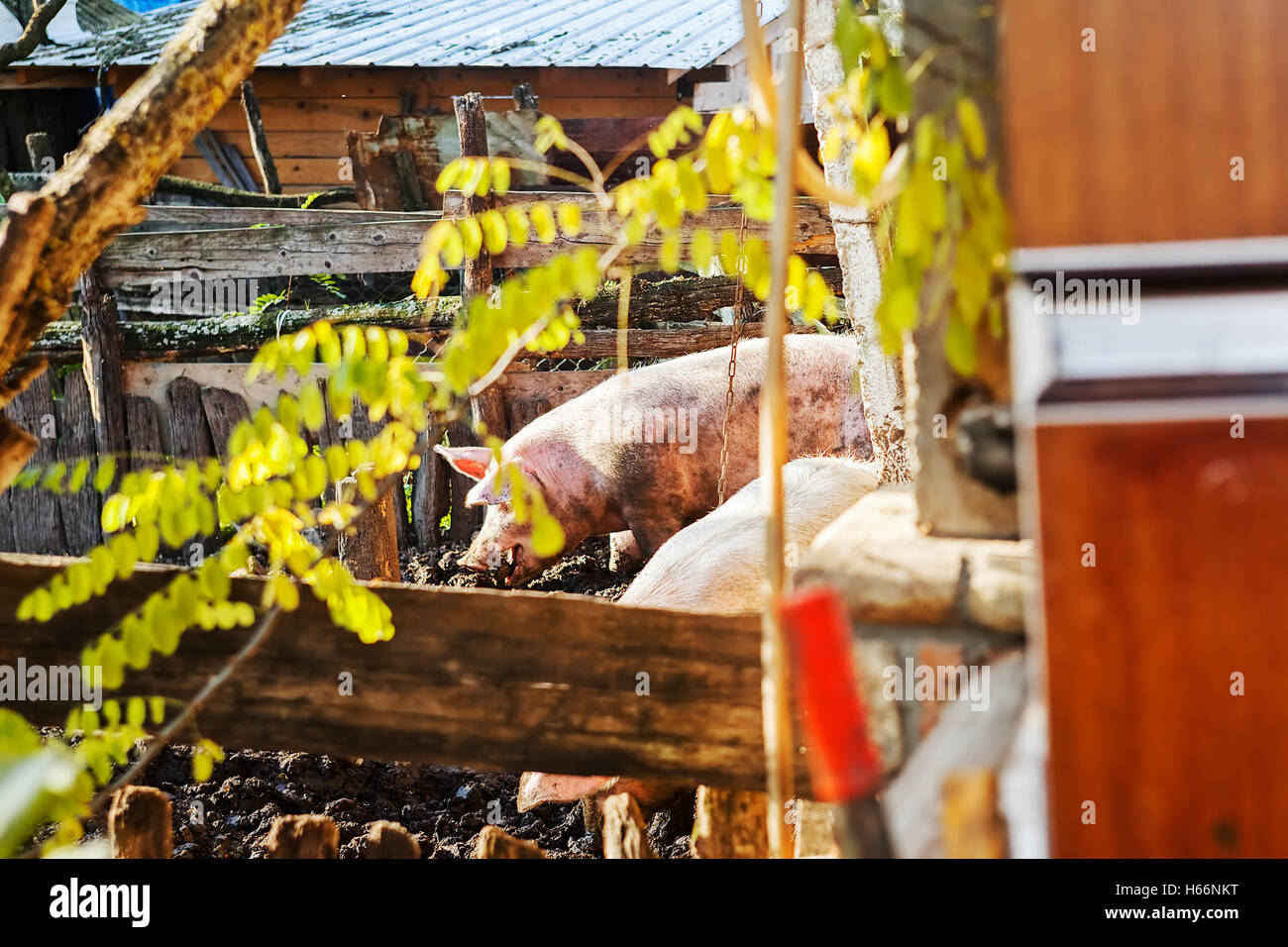 pigs in their environment, note shallow depth of field Stock Photo - Alamy