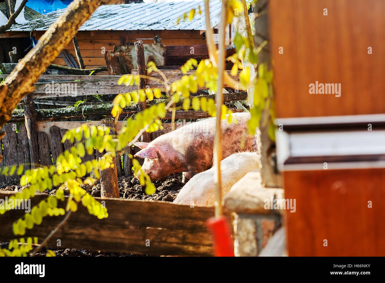 pigs in their environment, note shallow depth of field Stock Photo - Alamy