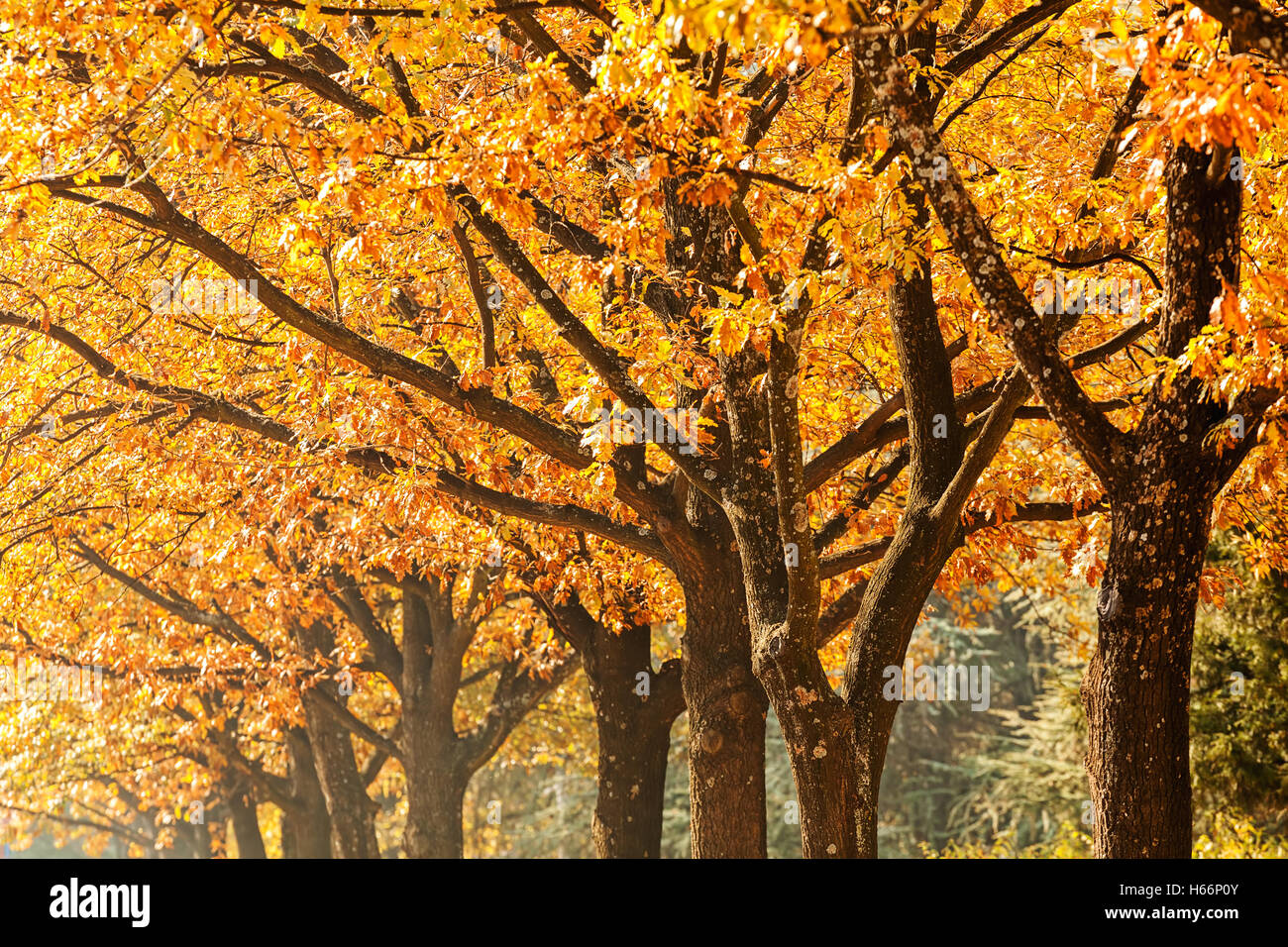 avenue of trees in the park in autumn, note shallow depth of field ...