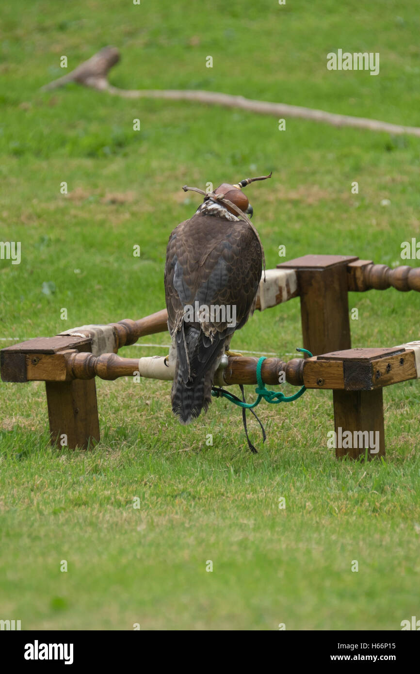Medieval falconry england hi-res stock photography and images - Alamy