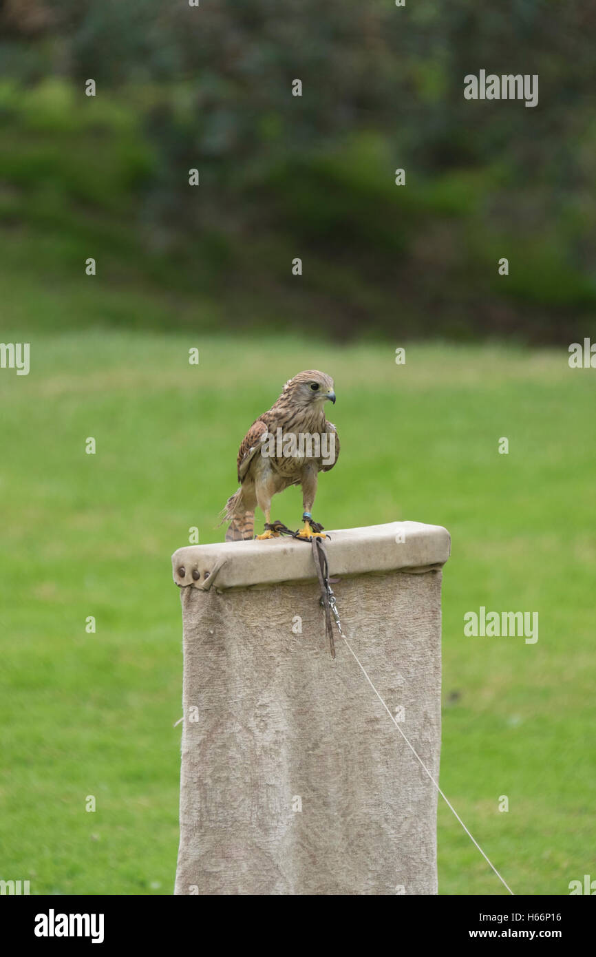 Demonstration of falconry at Berkeley Castle in Gloucestershire,England ...