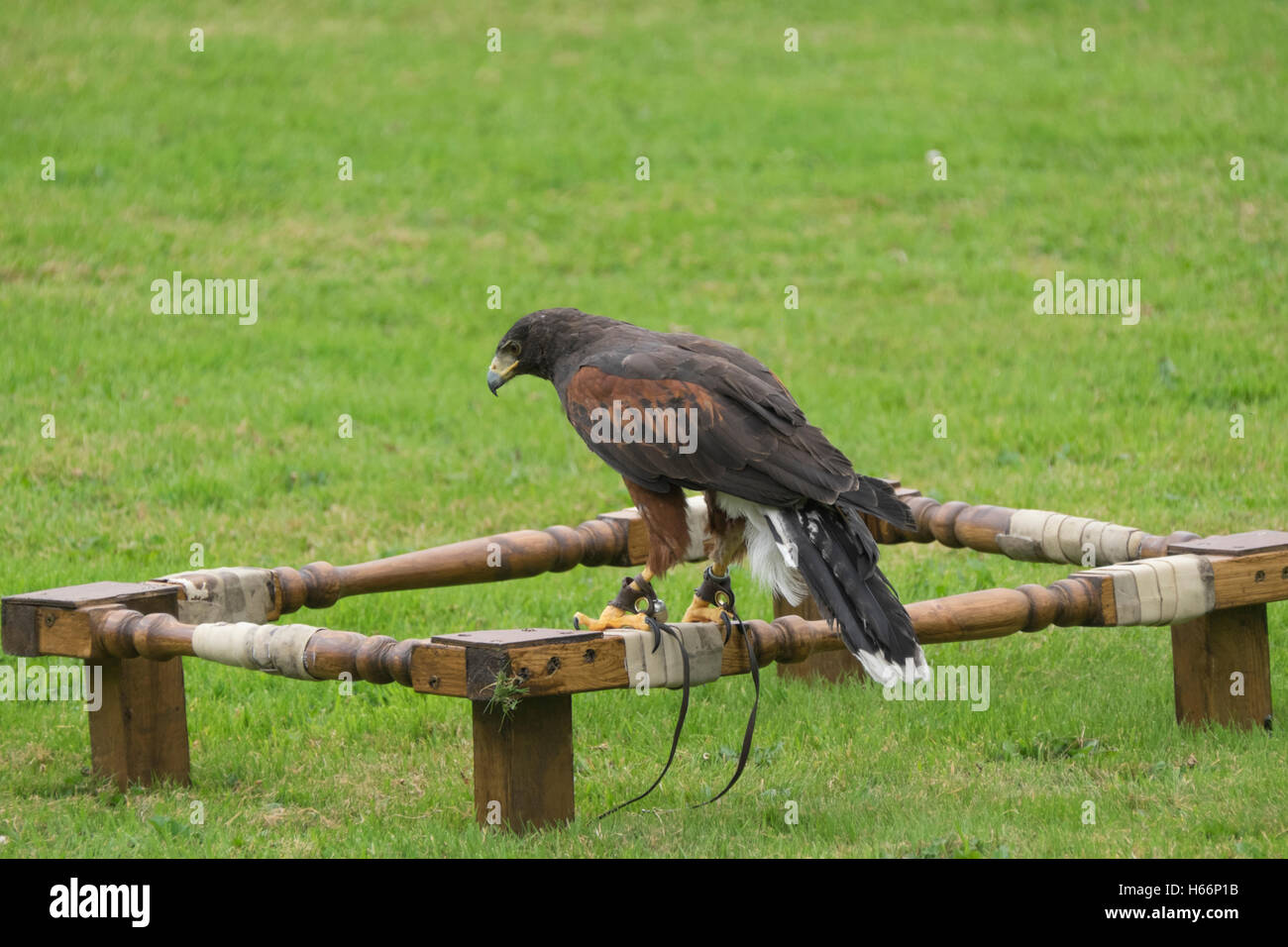 Demonstration of falconry at Berkeley Castle in Gloucestershire,England ...