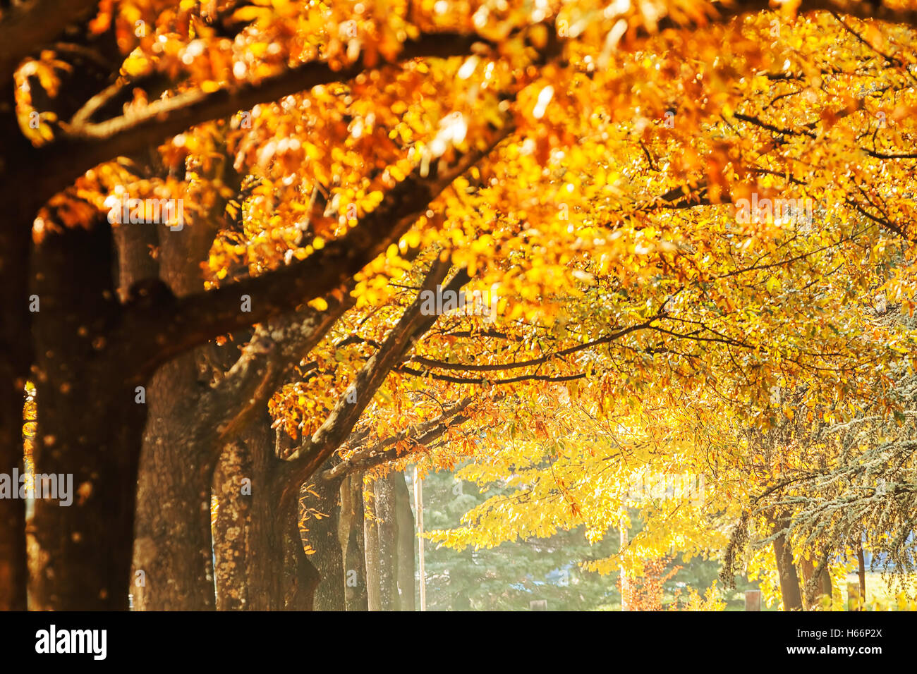 avenue of trees in the park in autumn, note shallow depth of field ...