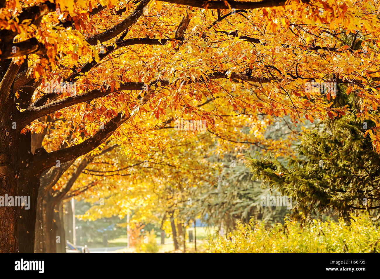 avenue of trees in the park in autumn, note shallow depth of field ...