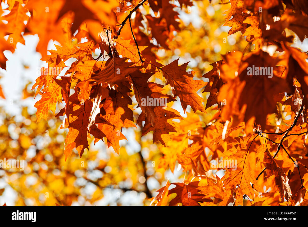 leaves of oak in red color in autumn,note shallow depth of field Stock ...
