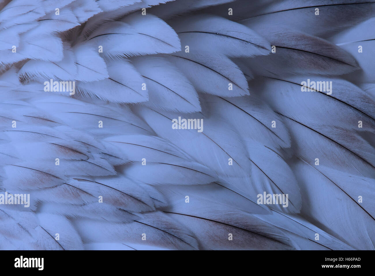 Evanescence photo hi-res stock photography and images - Alamy