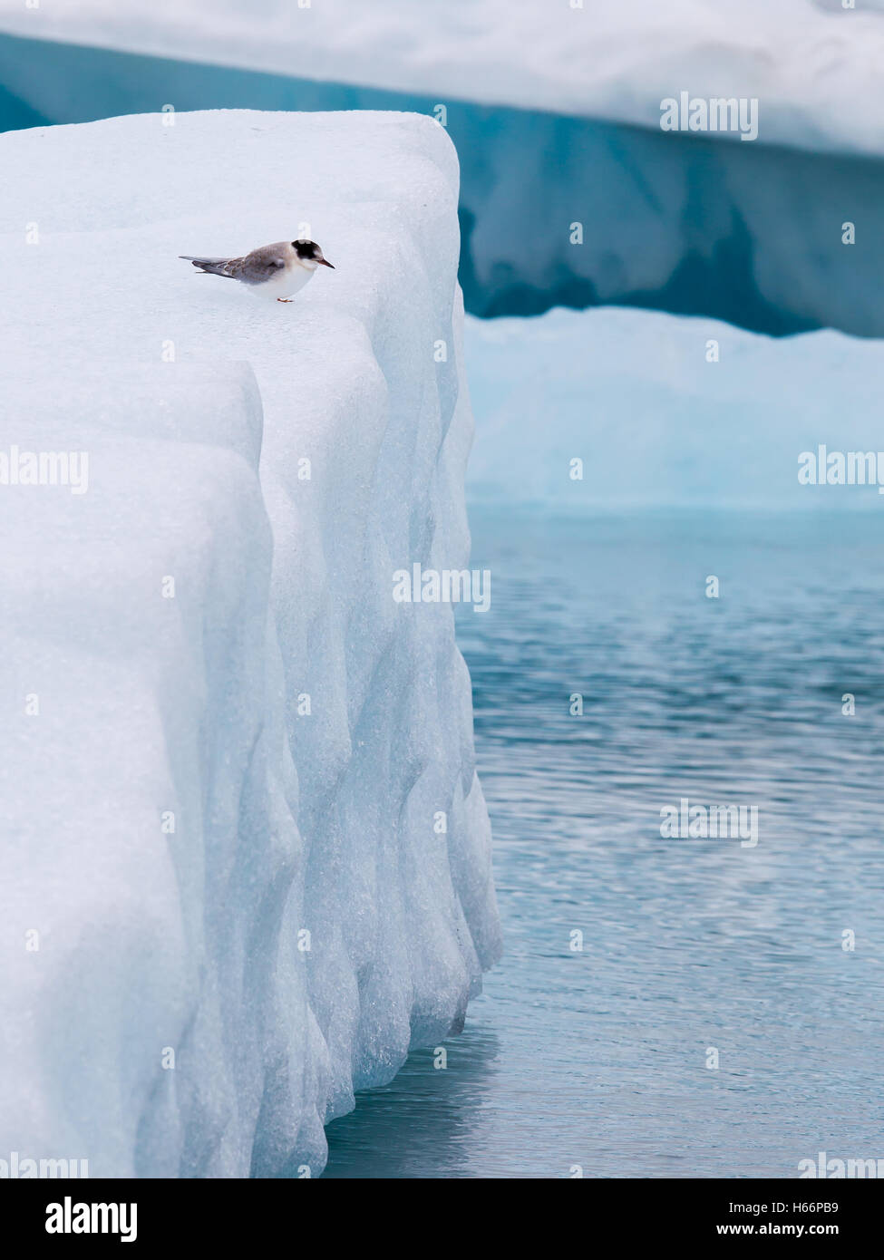 Birdlife in Jokulsarlon, a large glacial lake in southeast Iceland ...