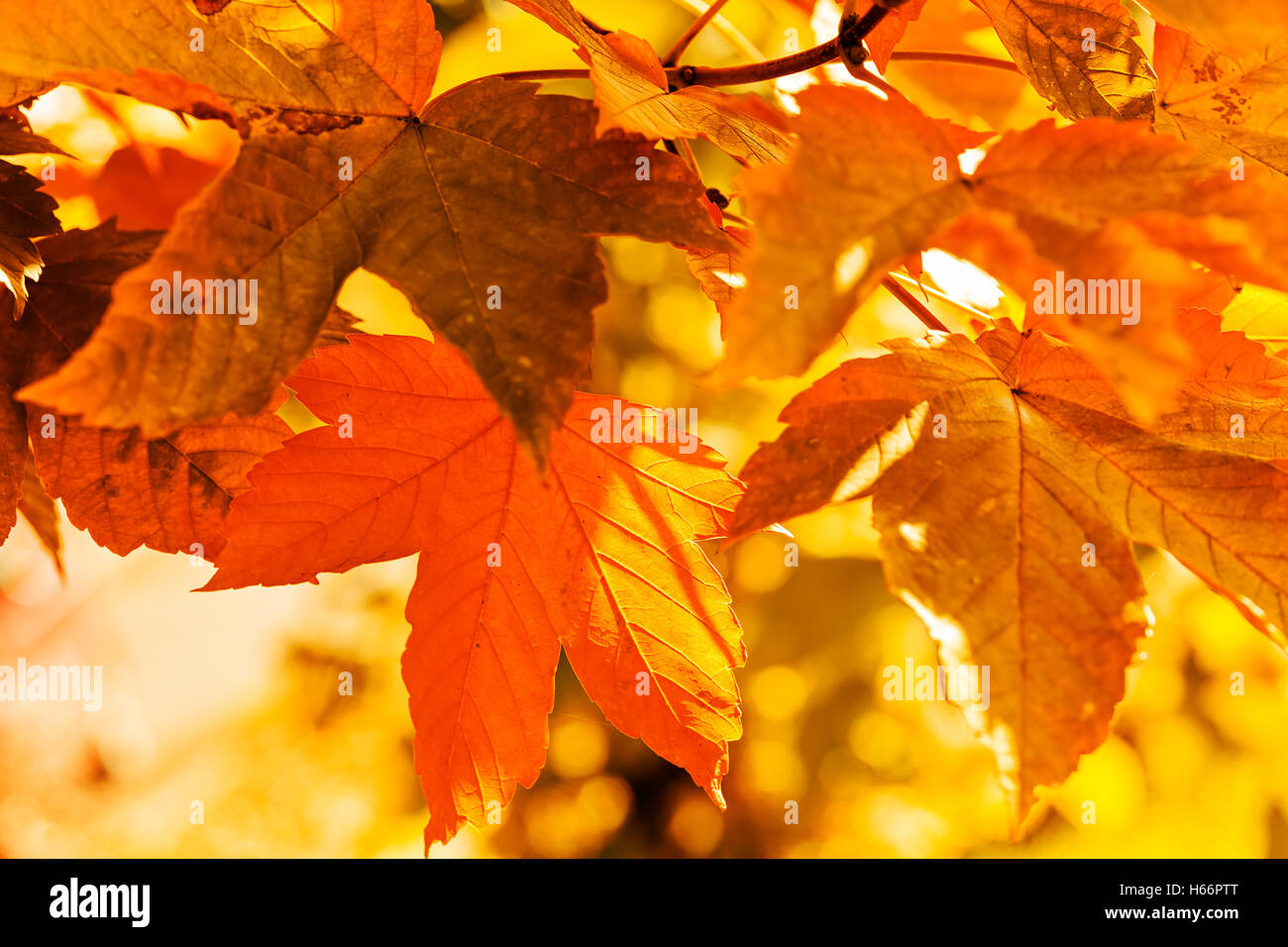 leaves in all the colors of autumn,note shallow depth of field Stock ...