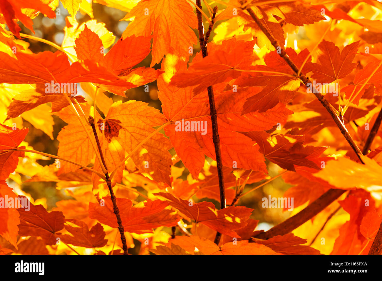 leaves in all the colors of autumn,note shallow depth of field Stock ...