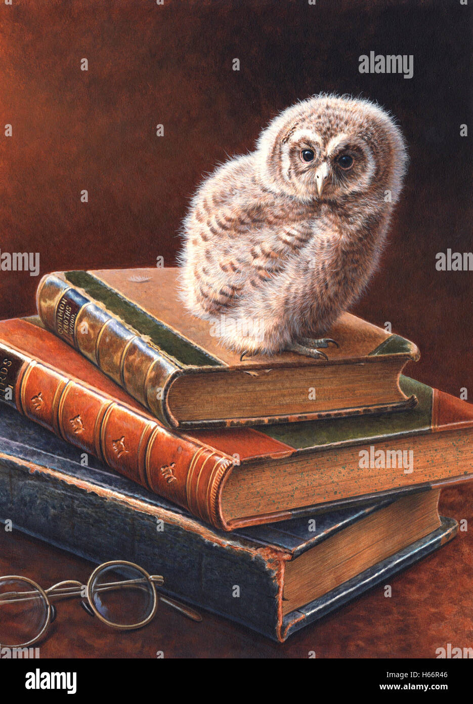 Wise owl books hi-res stock photography and images - Alamy