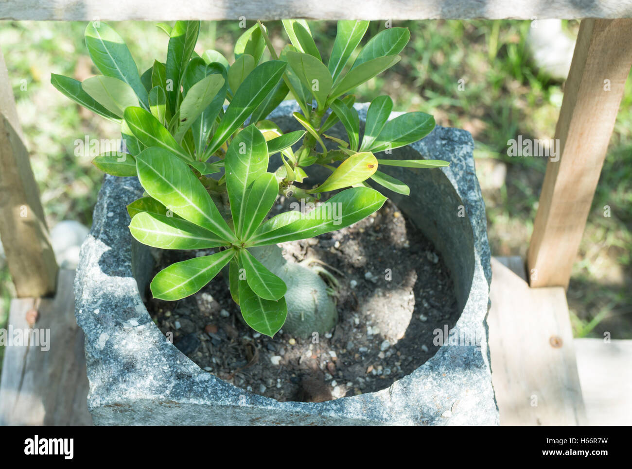 Mini plant in stone pot, stock photo Stock Photo - Alamy