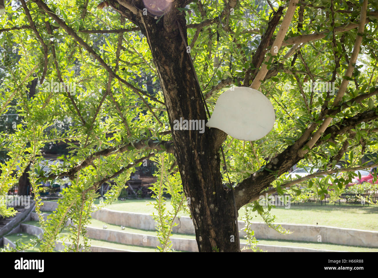 Old green tree hi-res stock photography and images - Alamy