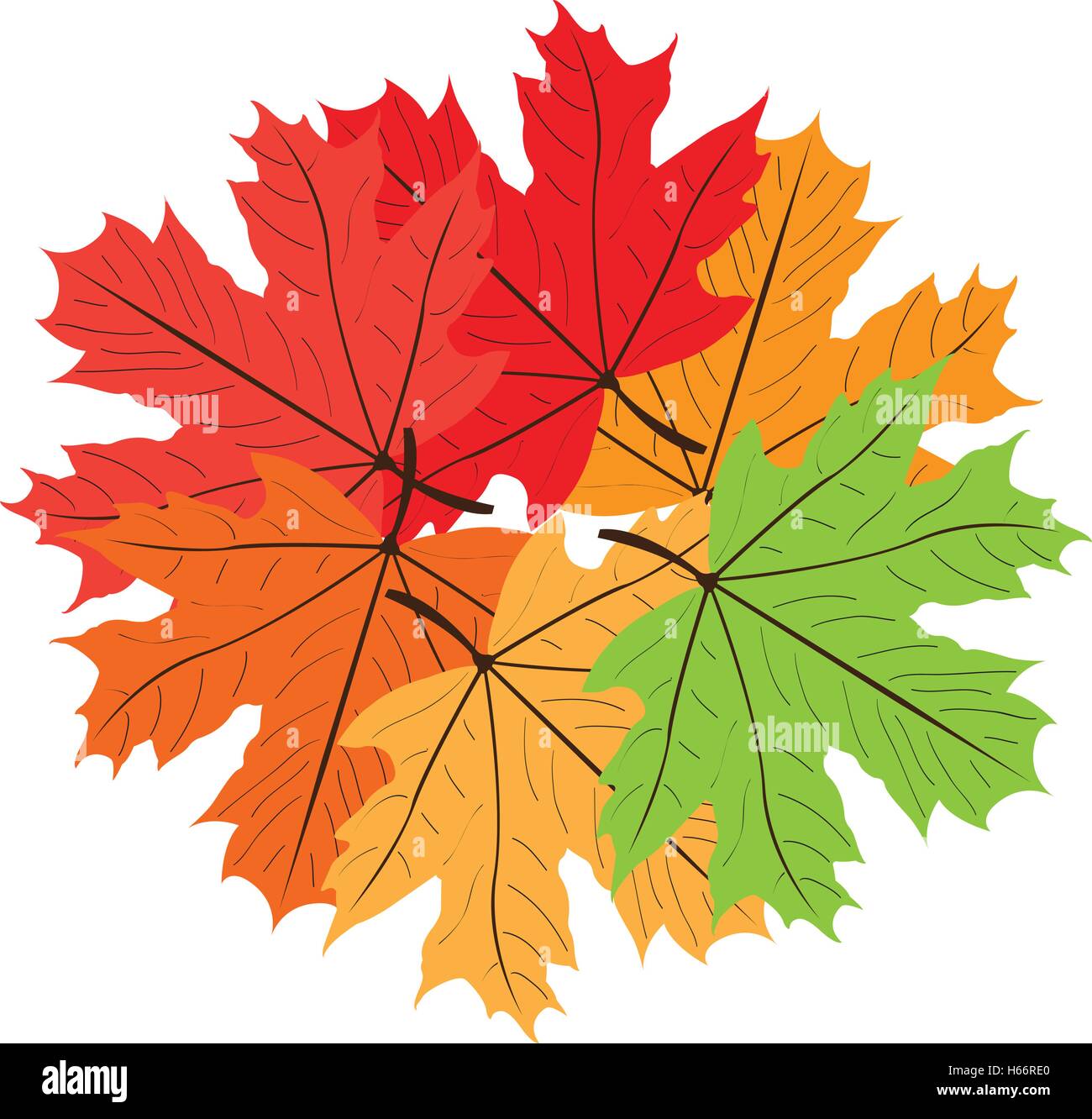 Isolated group of leaves, Thanksgiving day vector illustration Stock ...