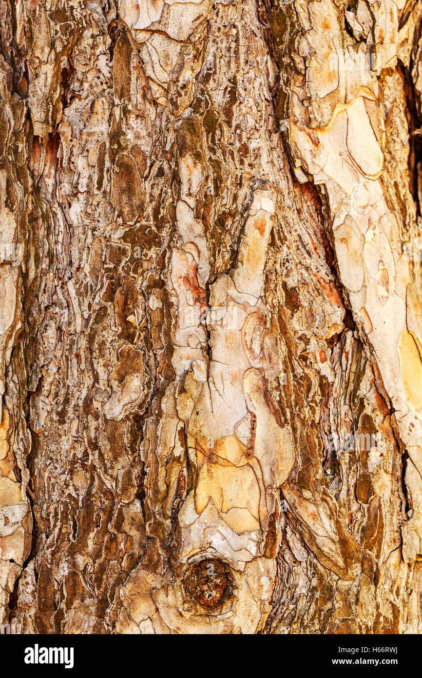 interesting coarse tree bark in nature, note shallow depth of field ...