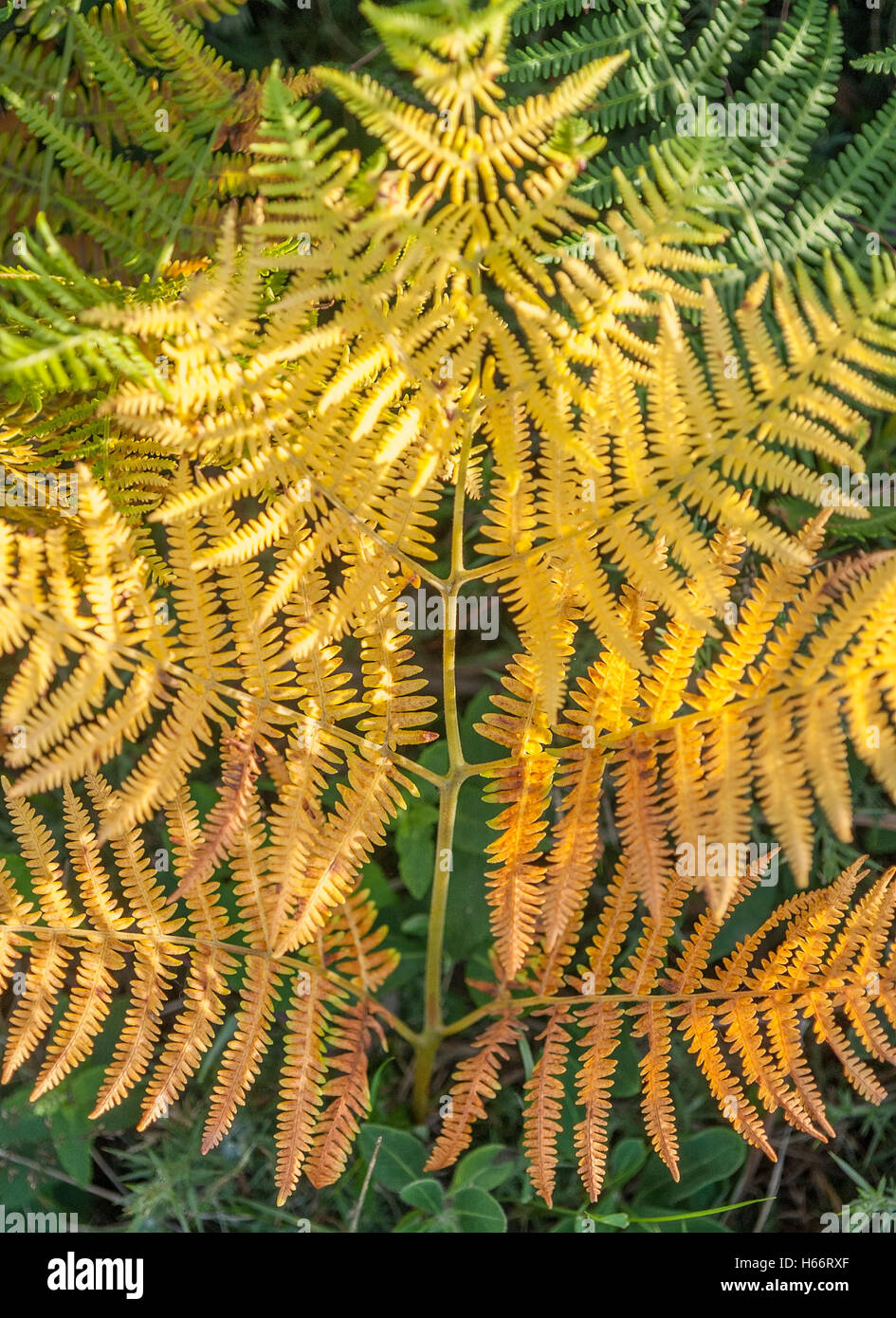sunny illuminated colorful fern leaf closeup Stock Photo - Alamy