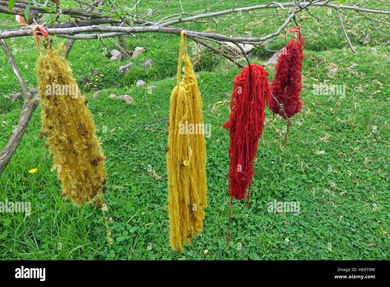 Bundles of dyed wool drying on a tree in Peru Stock Photo - Alamy