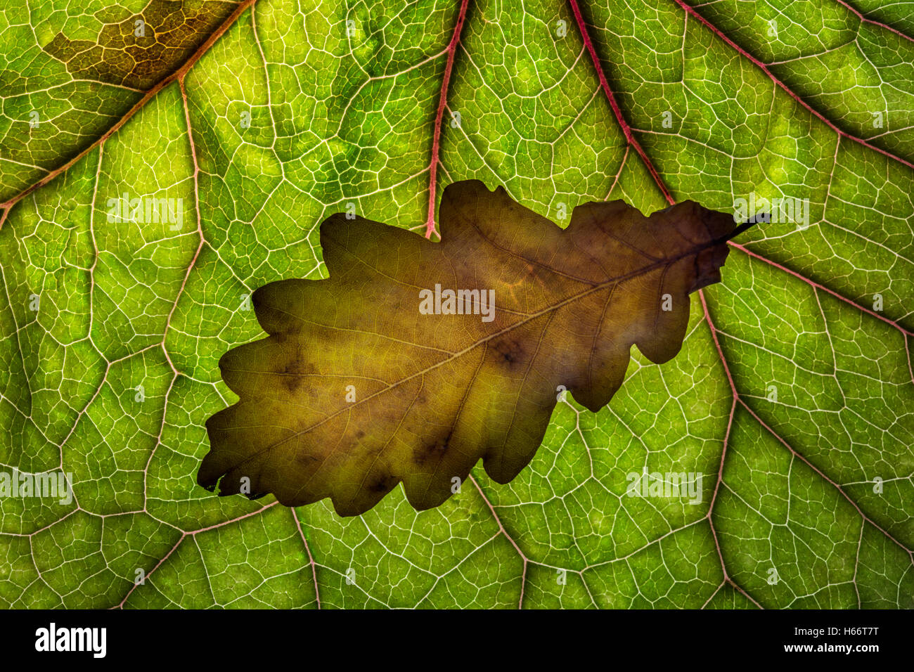 Translucent autumn leaves Stock Photo - Alamy
