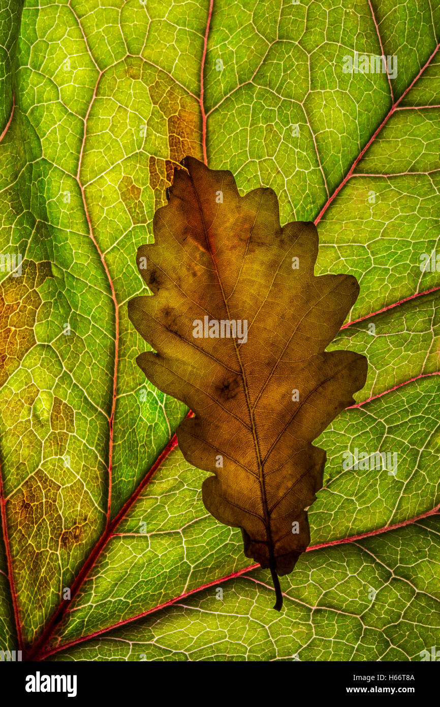 Translucent leaves hi-res stock photography and images - Alamy