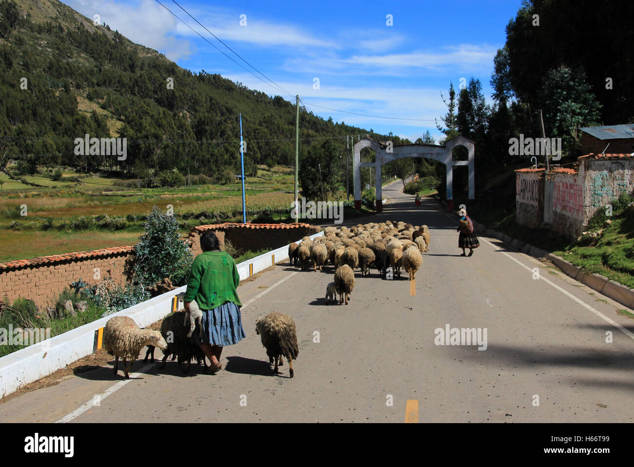 Peruvian shepherd hi-res stock photography and images - Alamy