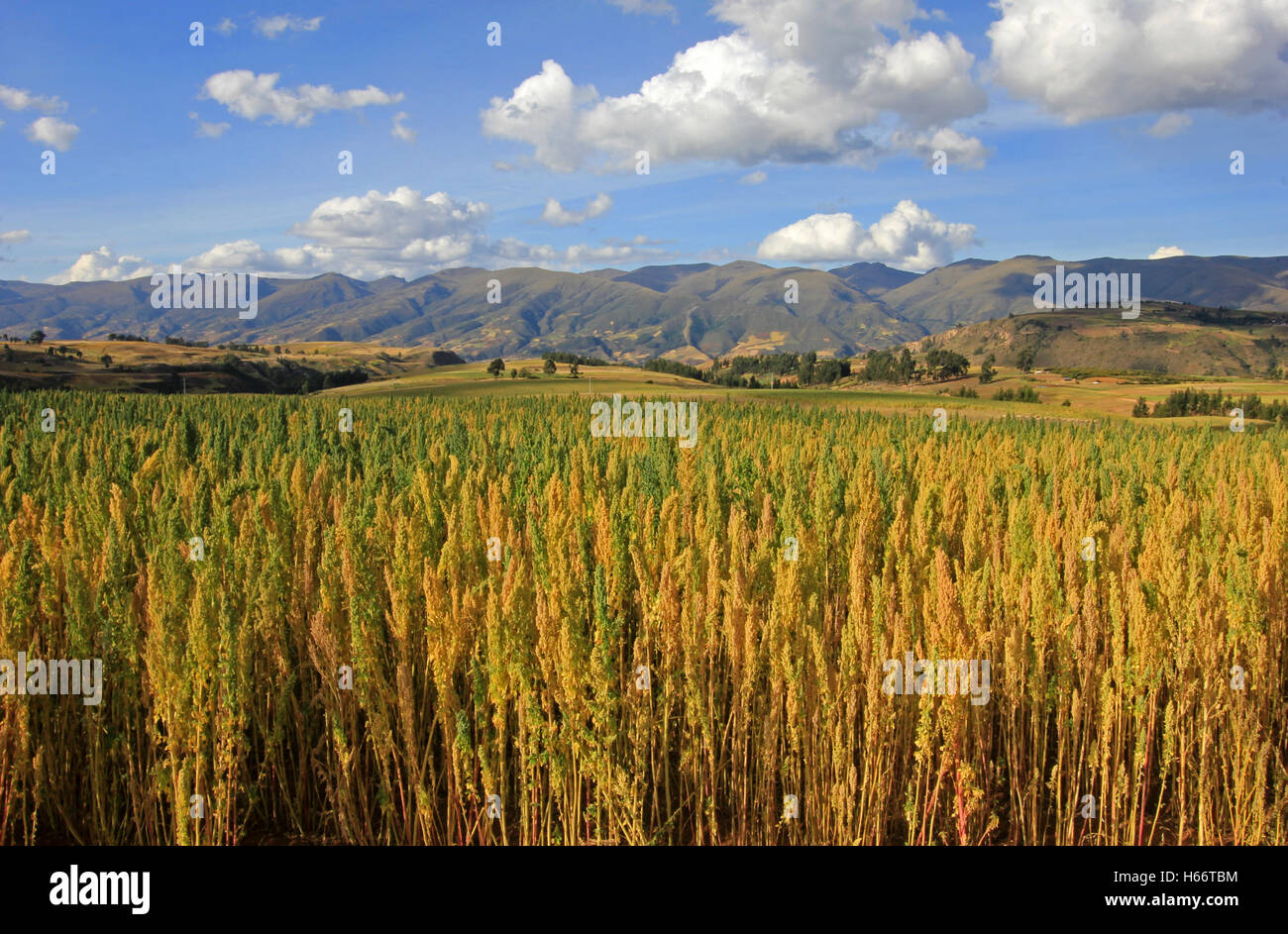 Quinua field hi-res stock photography and images - Alamy