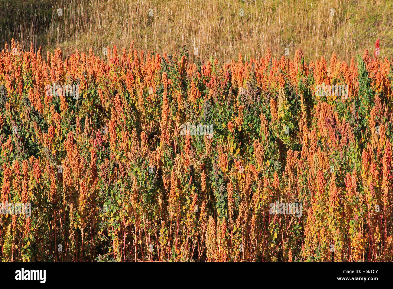 Quinua quinua hi-res stock photography and images - Alamy