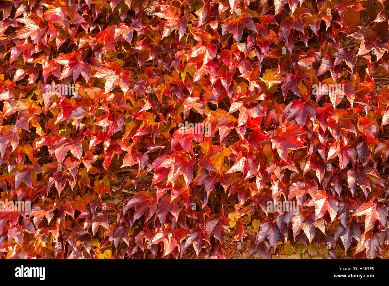 dark red leaves of creeper, note shallow depth of field Stock Photo - Alamy