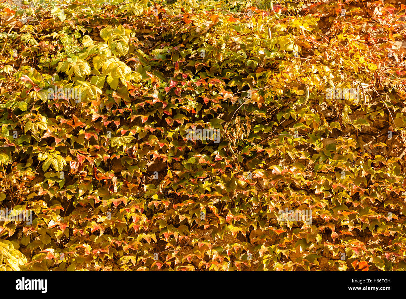 dense wild-creeper with small red leaves, note shallow depth of field ...
