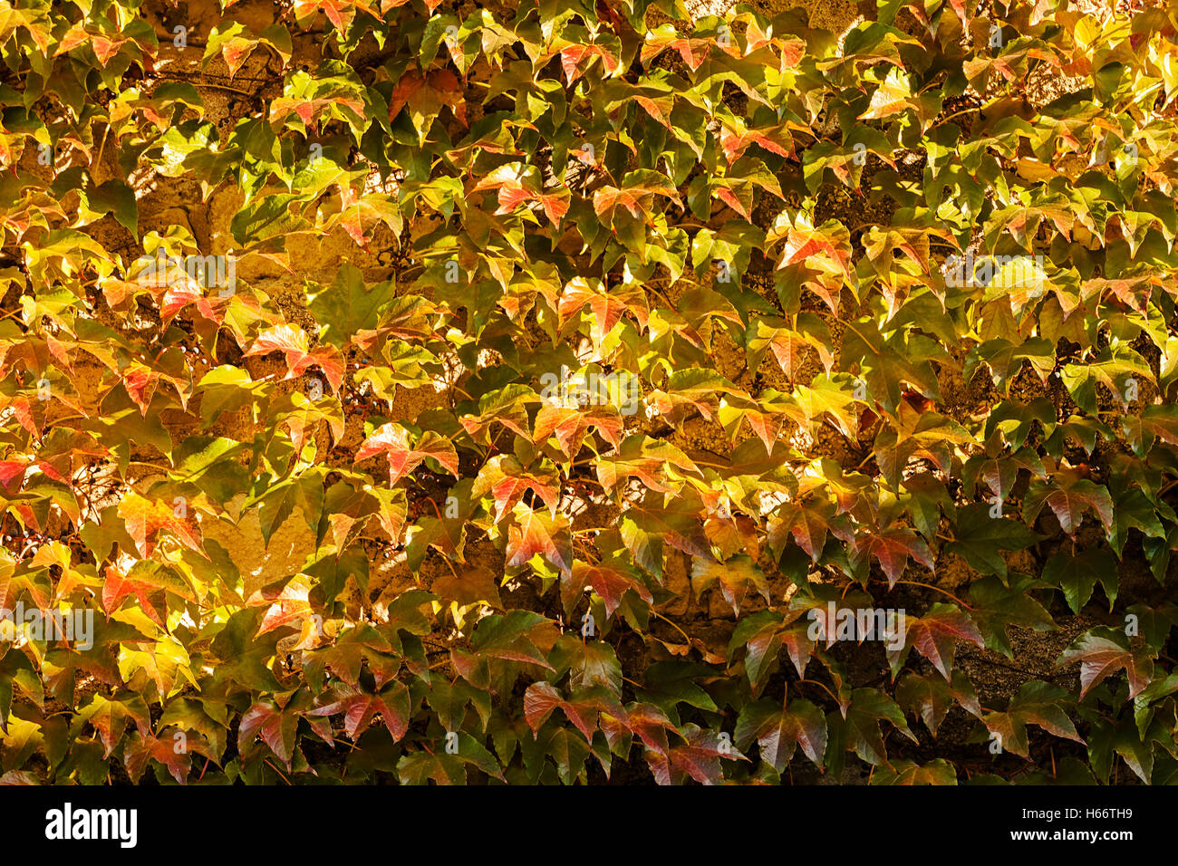 dense wild-creeper with small red leaves, note shallow depth of field ...