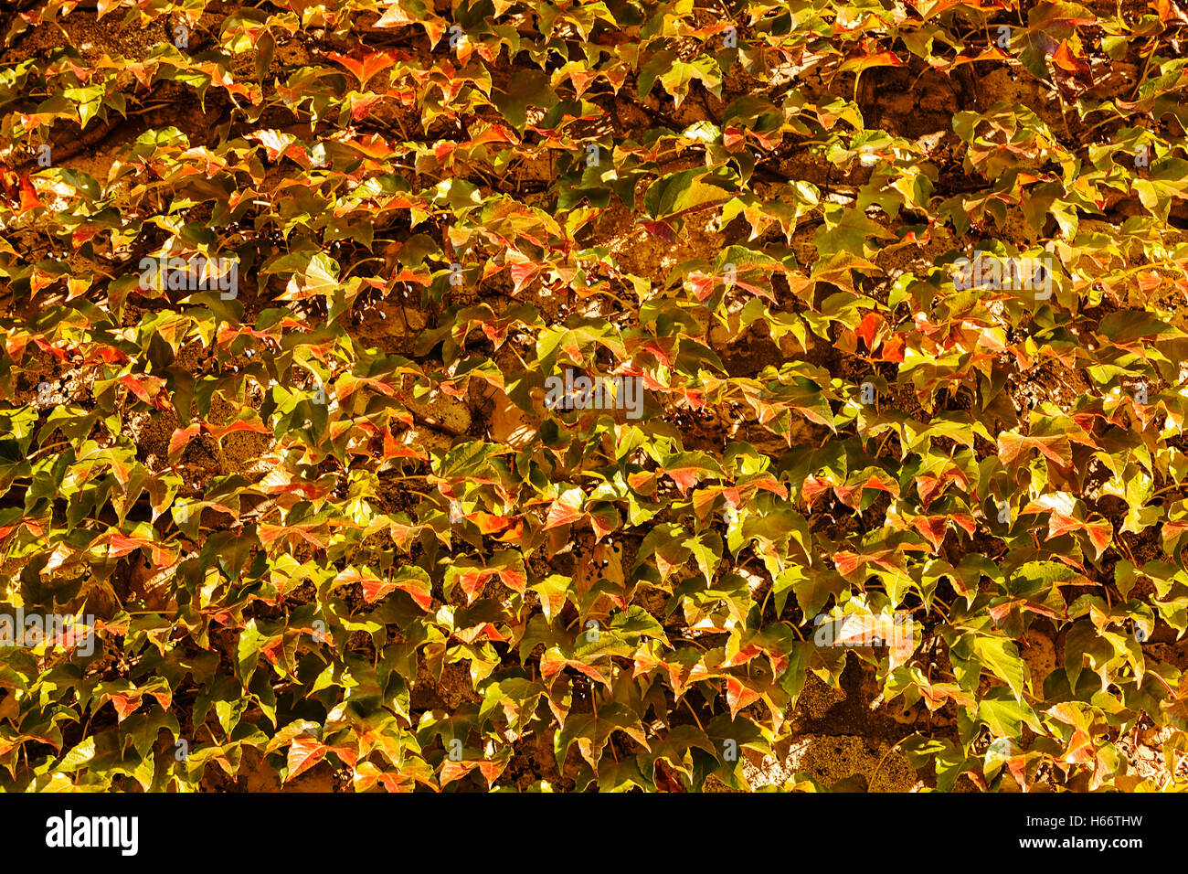 dense wild-creeper with small red leaves, note shallow depth of field ...
