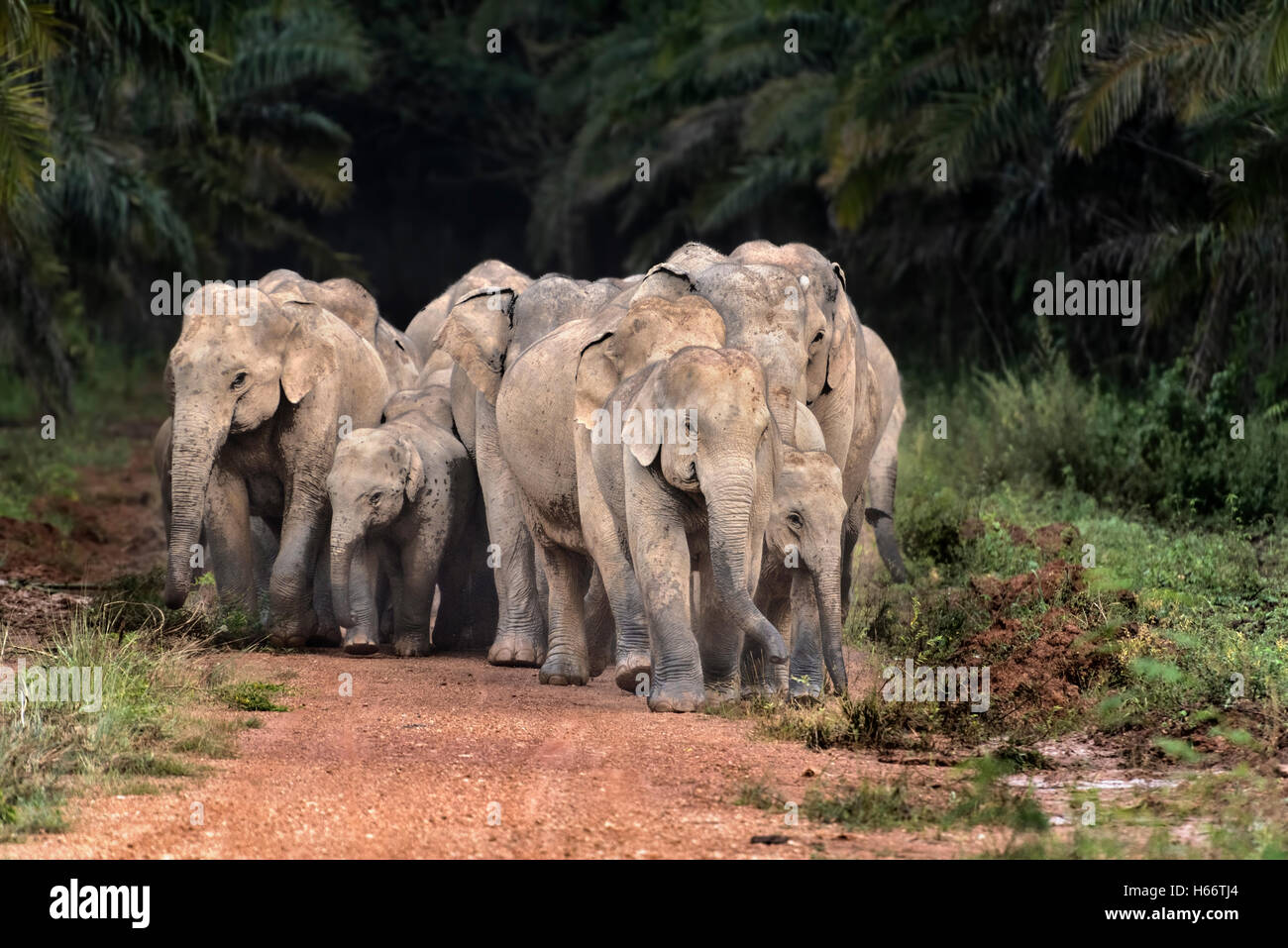 Asian elephant forest hi-res stock photography and images - Alamy