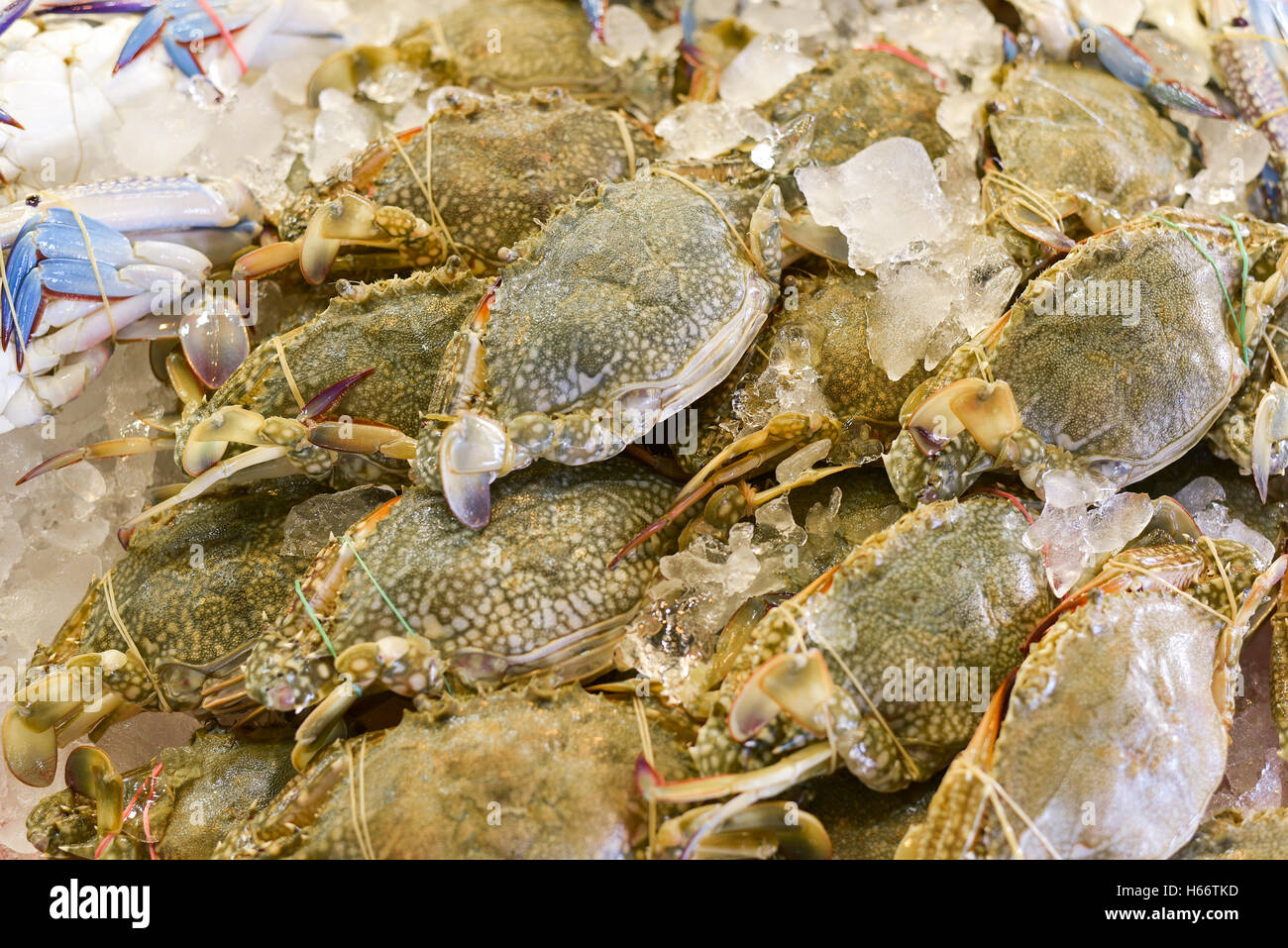 Flower crab, Blue crab, Blue swimmer crab, horse crab Stock Photo - Alamy
