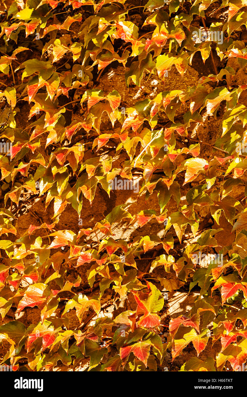 dense wild-creeper with small red leaves, note shallow depth of field ...