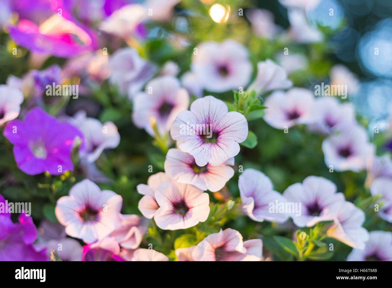 Pattern flower wall texture for background Stock Photo - Alamy
