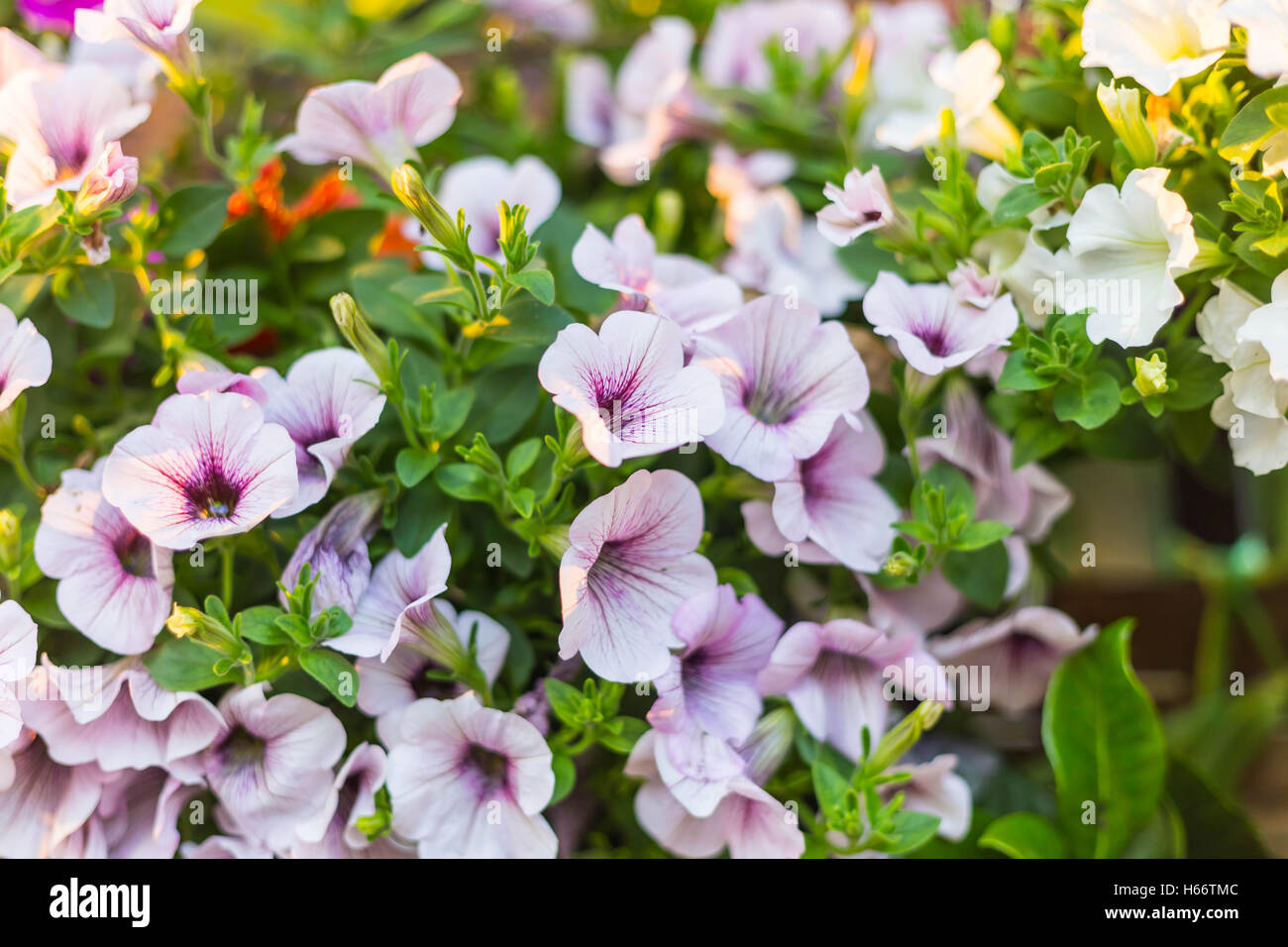 Pattern flower wall texture for background Stock Photo - Alamy