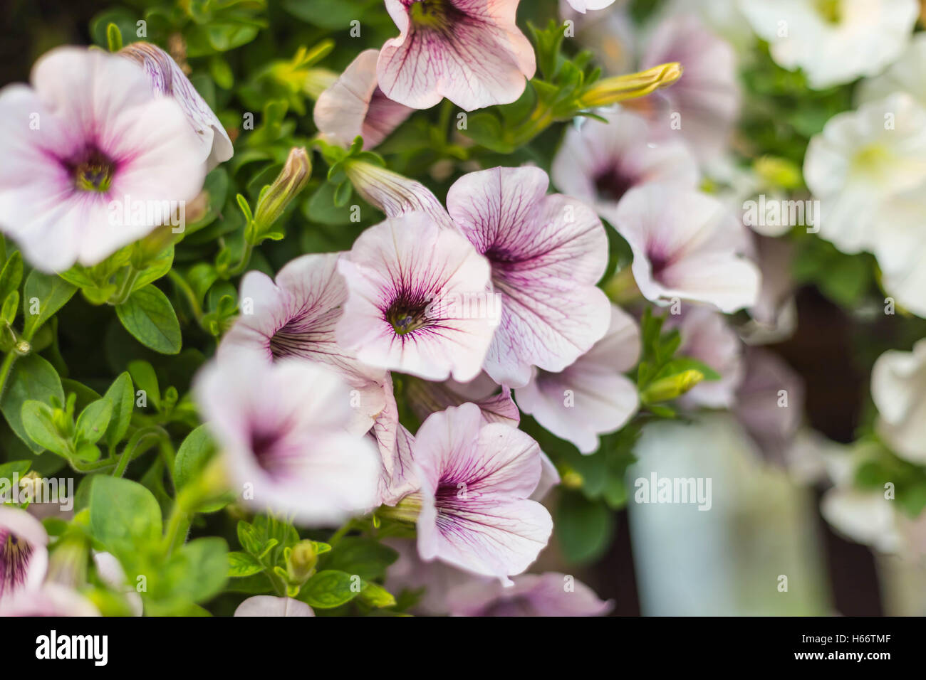Pattern flower wall texture for background Stock Photo - Alamy