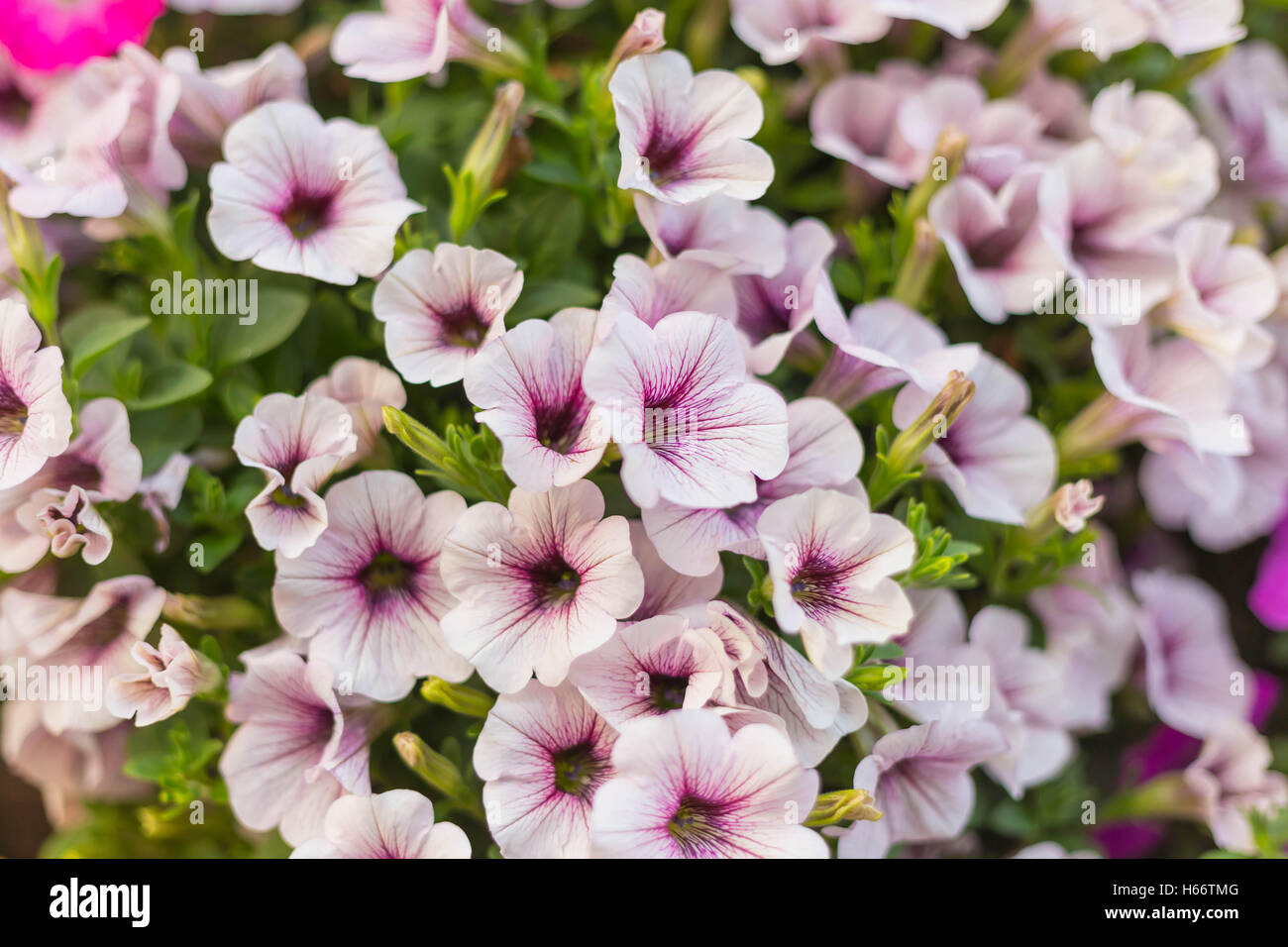 Pattern flower wall texture for background Stock Photo - Alamy