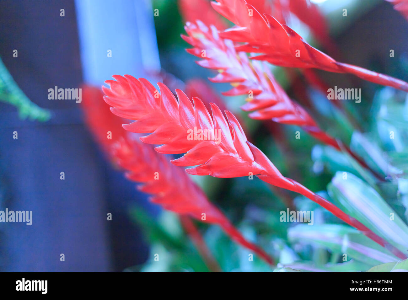 Pattern flower wall texture for background Stock Photo - Alamy
