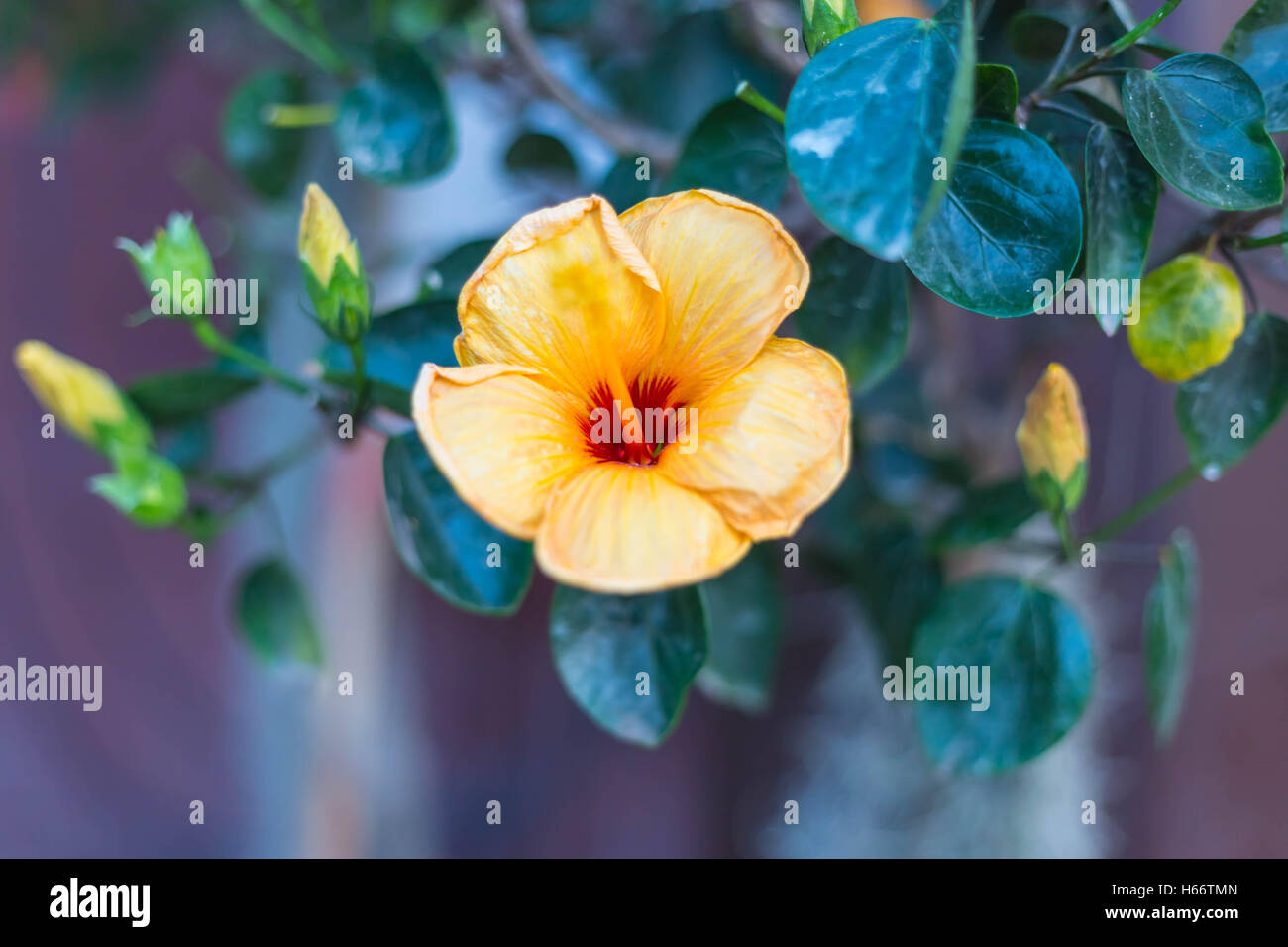 Pattern flower wall texture for background Stock Photo - Alamy