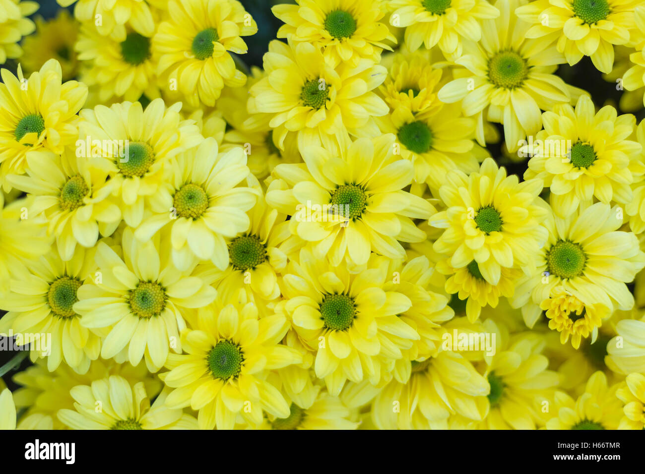 Pattern flower wall texture for background Stock Photo - Alamy