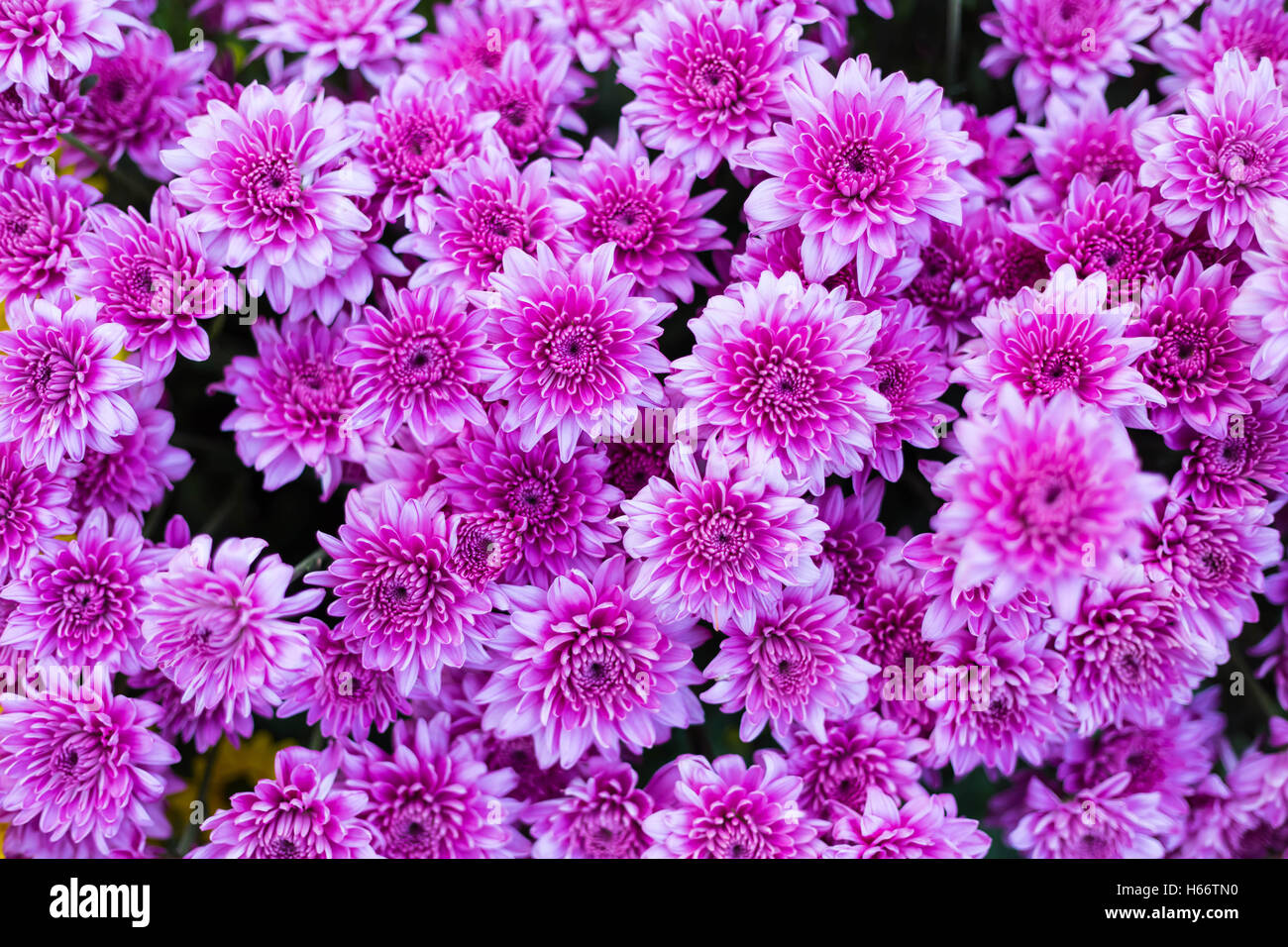 Pattern flower wall texture for background Stock Photo - Alamy
