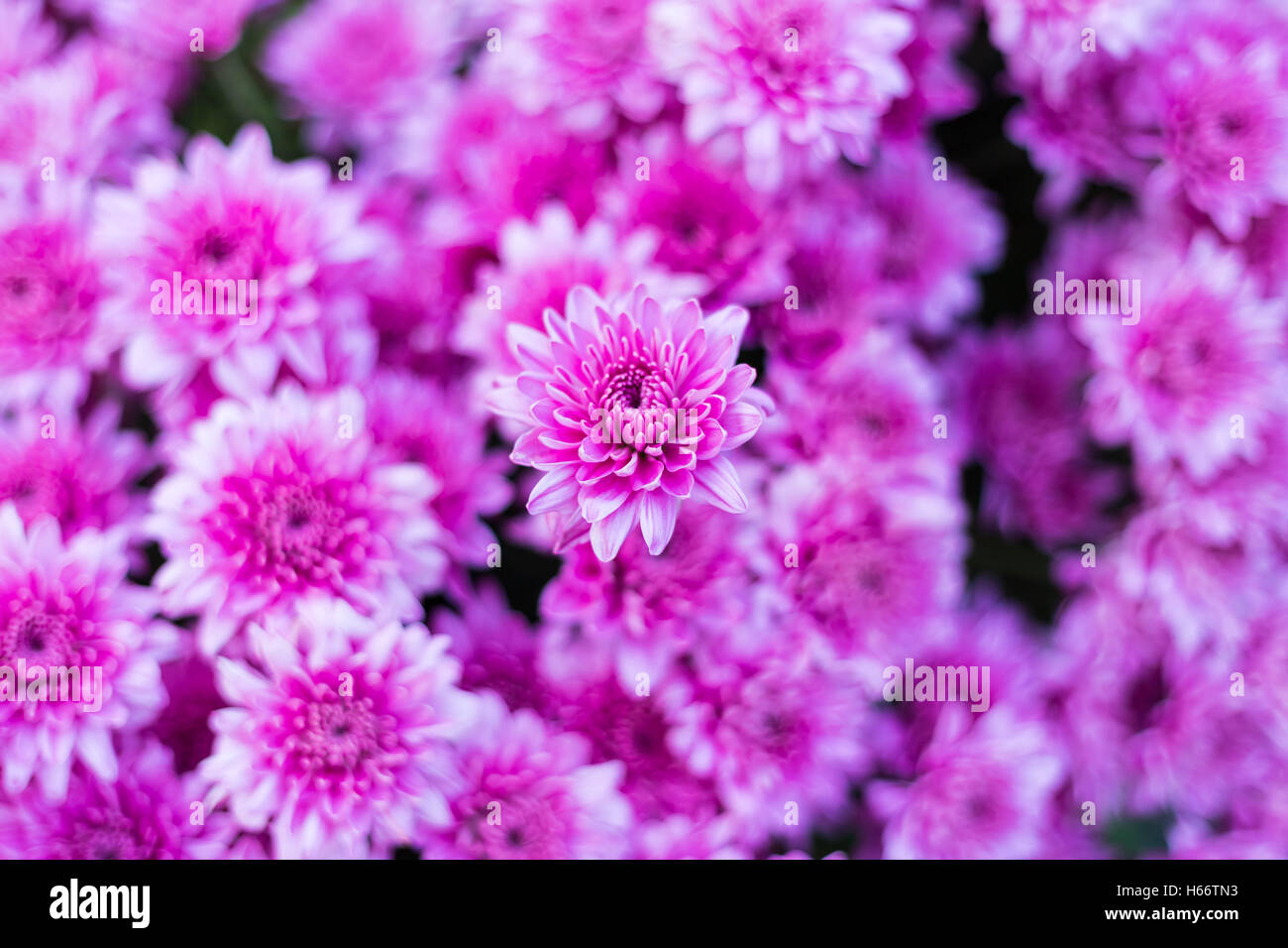 Pattern flower wall texture for background Stock Photo - Alamy