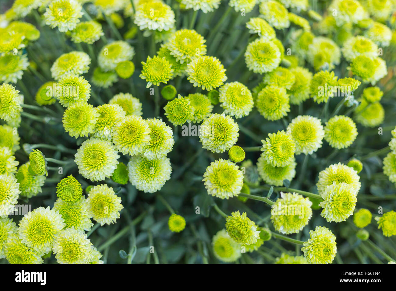 Pattern flower wall texture for background Stock Photo - Alamy