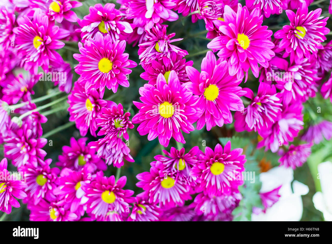 Pattern flower wall texture for background Stock Photo - Alamy