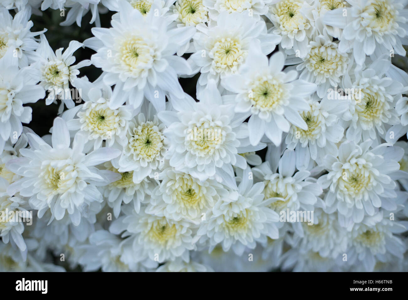 Pattern flower wall texture for background Stock Photo - Alamy